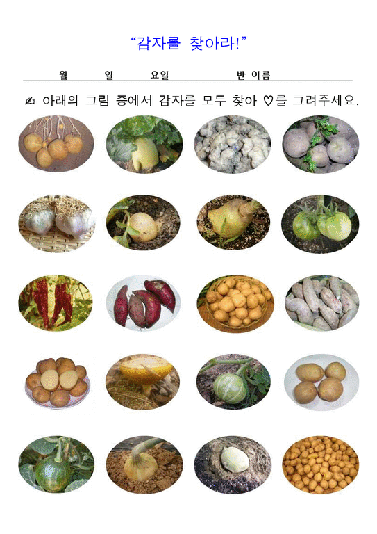 감자프로젝트 교육계획안 주제선정의이유 주요개념 주제망 창의활동지 음식 채소프로젝트 텃밭 가지과채소 덩이줄기 감자꽃 레포트샵