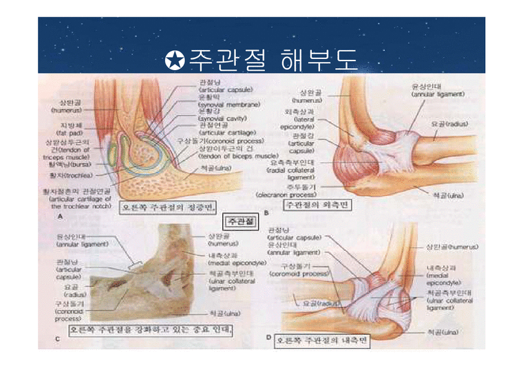 주관절의 손상과 재활 - 예체능