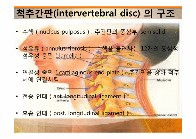물리치료학 경추HNP(Herniated Nucleus Pulposus) 분석 - 의약학