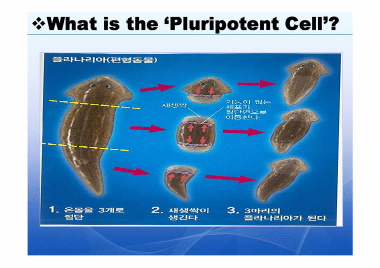 응용분자생물학 유도만능줄기세포(iSP cell) 설계 - 자연/공학