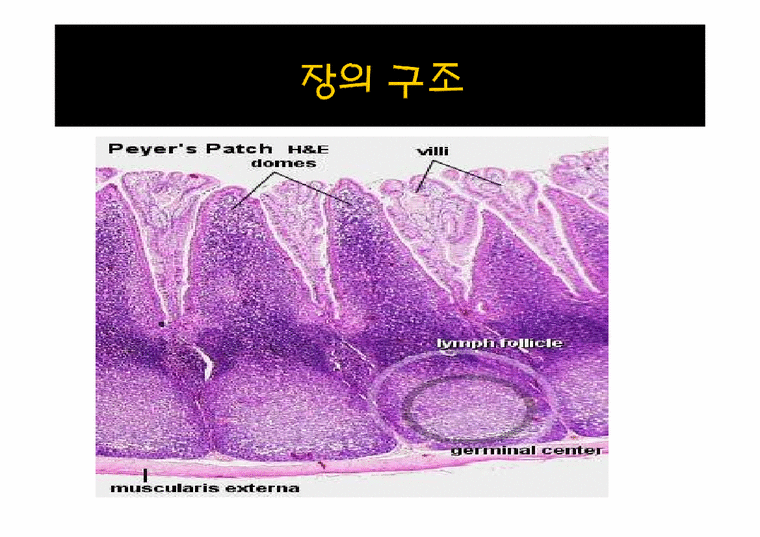 면역학 GALT(gut associated lymphoid tissue) - 의약학