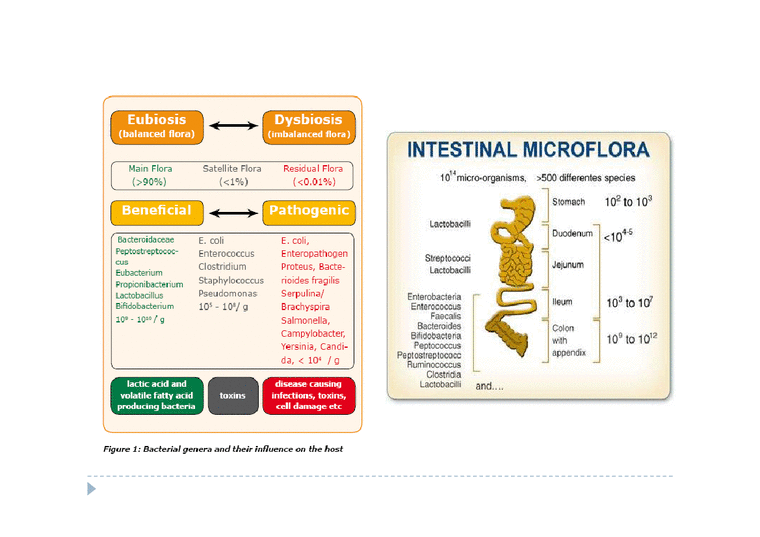 유가공학 마이크로플로러(Microflora)(미생물상)의 효능(영문) - 자연/공학
