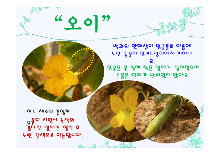 텃밭에 꽃이 피었어요 채소꽃음성녹음 이야기나누기 상호작용 음성해설 텃밭프로젝트 채소프로젝트 꽃프로젝트 식물프로젝트 Ppt 인문교육