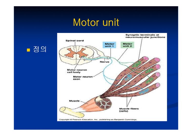 운동치료학 TYPE OF MOTOR UNIT 모터 유닛 - 의약학