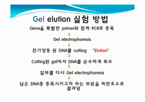 미생물 아가로스겔전기영동(agarose gel electrophoresis) ＆ Gel elution - 자연/공학